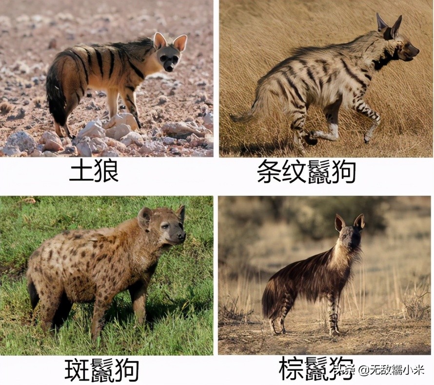Why have I never heard of hybrid hyenas? What will a hyena give birth ...