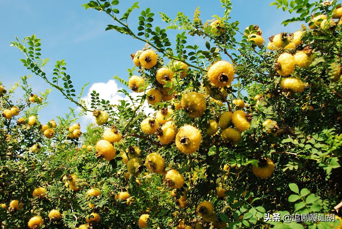 Why is Ci Ningji favored by the goddess Song Yi?Many Internet experts ...