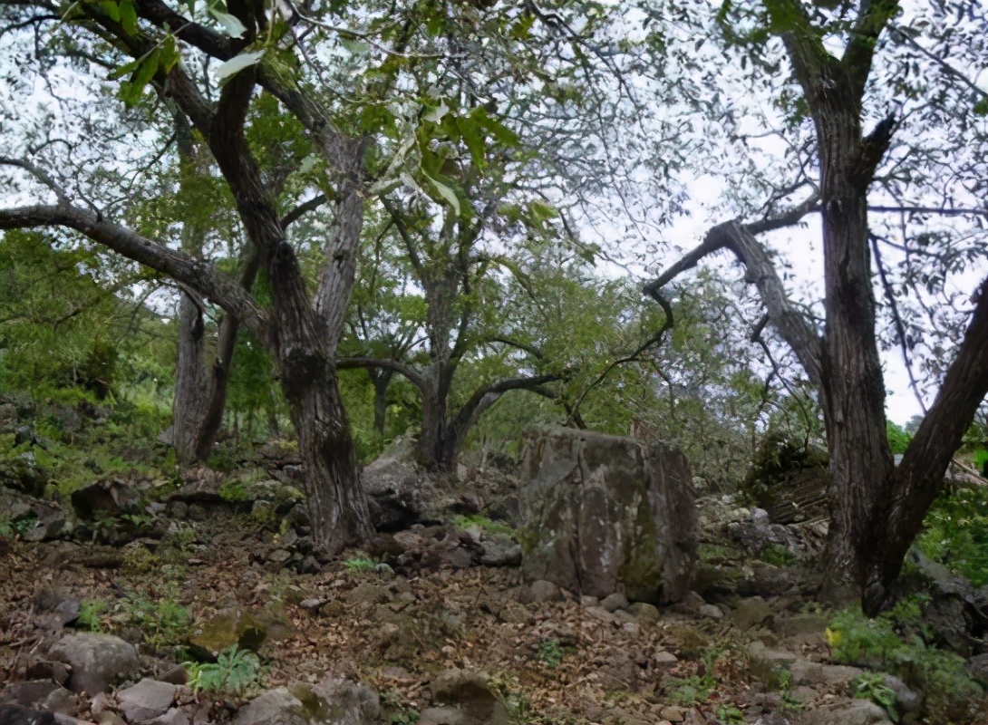 Is Jet Li's Dzi Beads really worth 100 million?If the master tells the ...