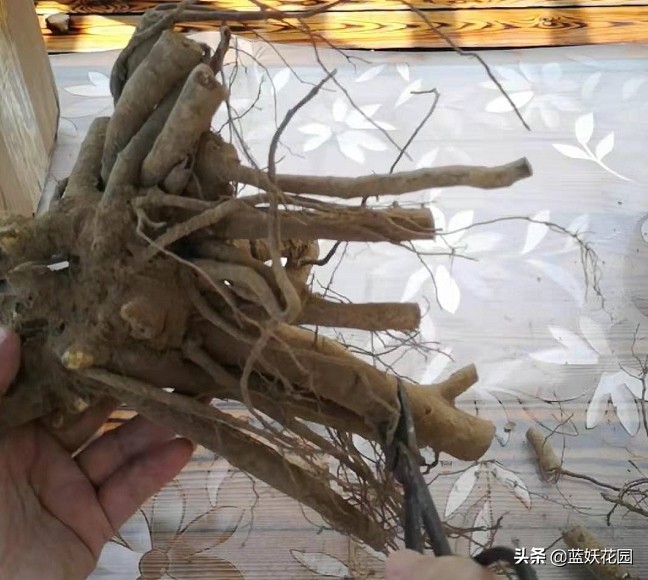 Bare-rooted peony is planted in this way, the roots will not rot soon ...