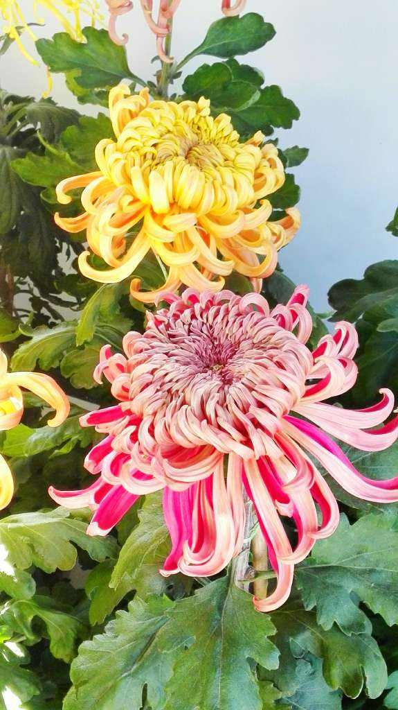 30 flower riddles, half of the correct guess is a master, how many can ...