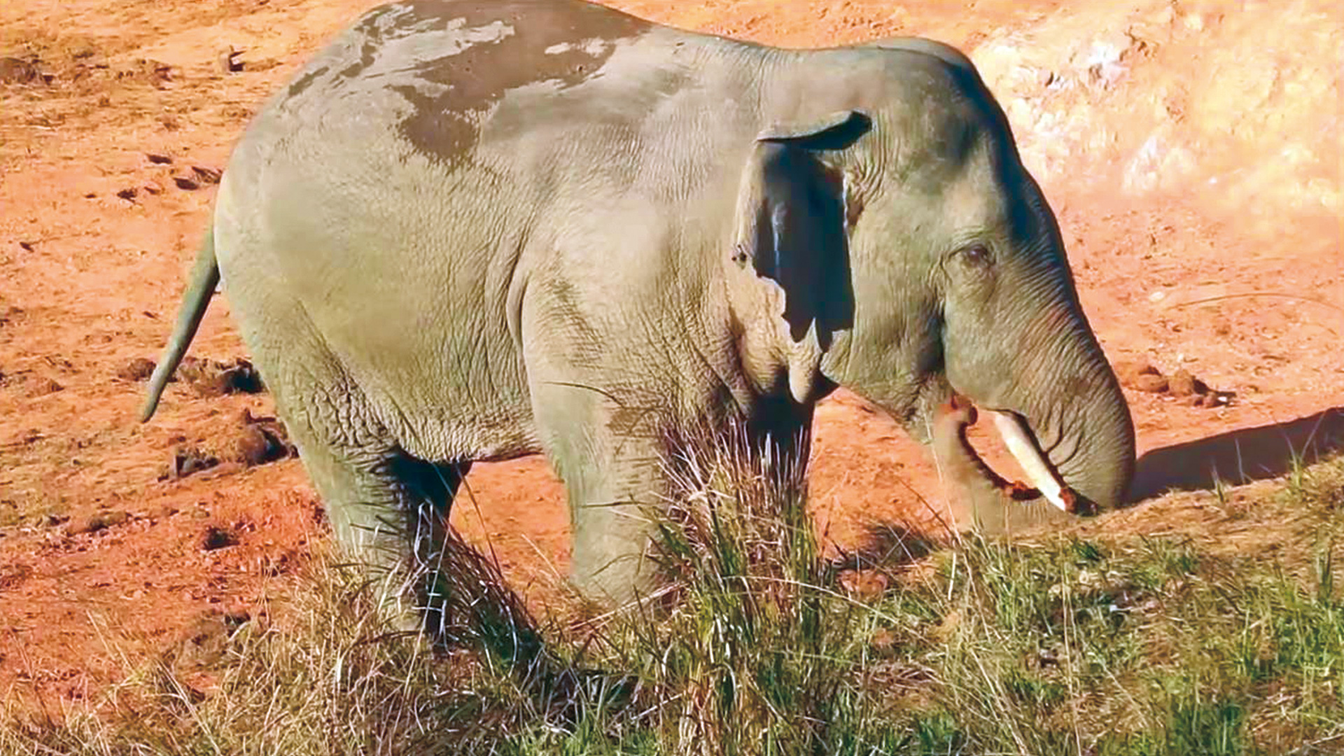 Why can't we feed the elephants with salt?After watching the elephant's ...