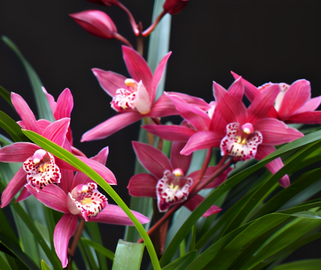 It is the "King of Fragrant Flowers" of Jianlan, with classic red ...