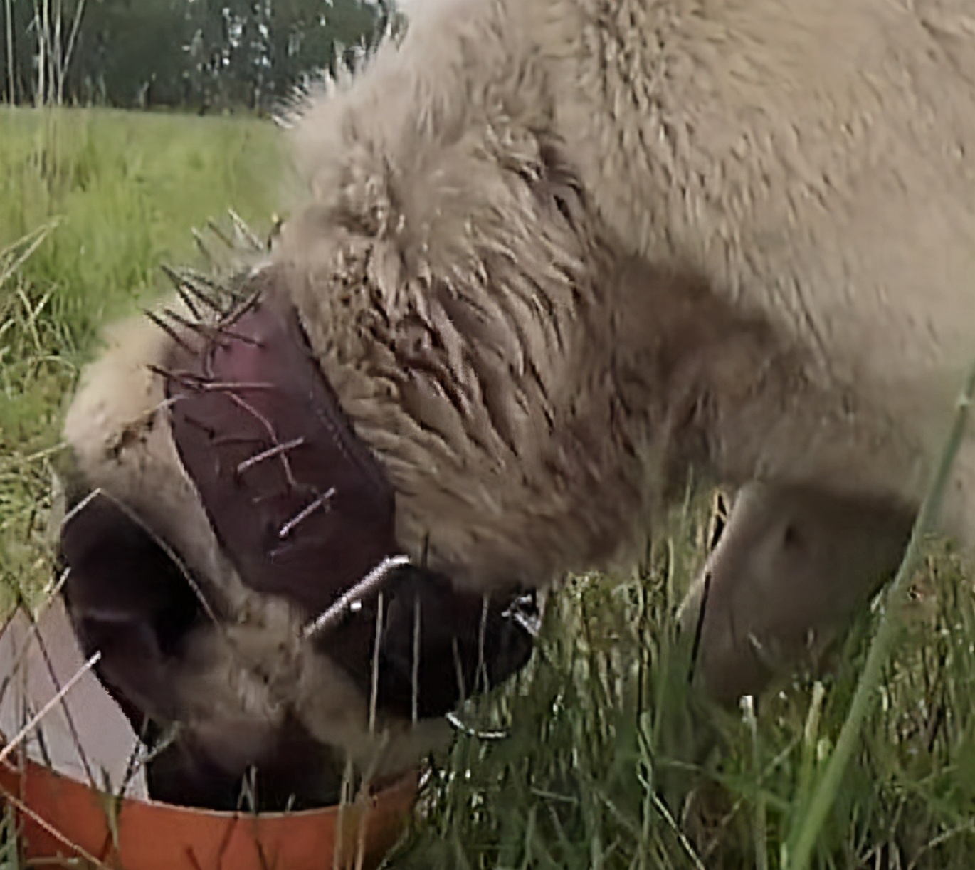 The ancient nomads were often attacked by wolves. The herders made a ...