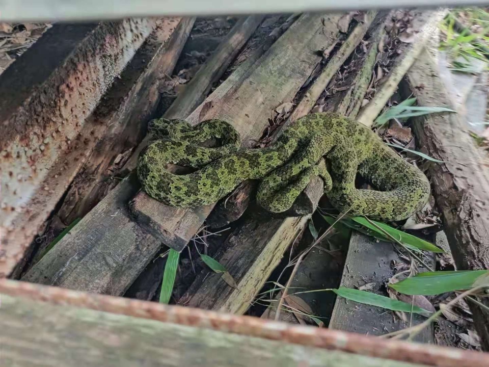 Rumors about snakes in rural areas: realgar drives snakes away, goose ...