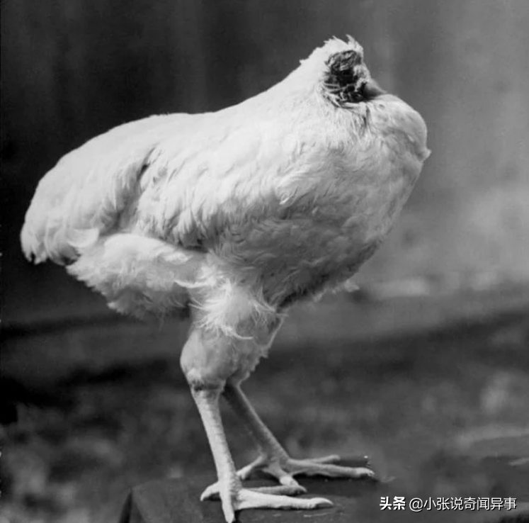 The headless rooster survived for 18 months, and the owner made 500,000 ...