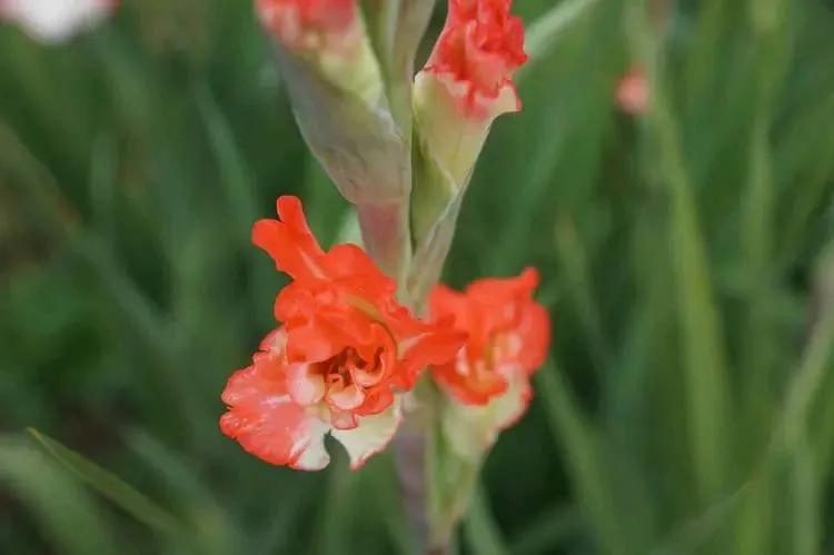 Horoscope in mid-January: Peach blossoms are fragrant, meet true love ...