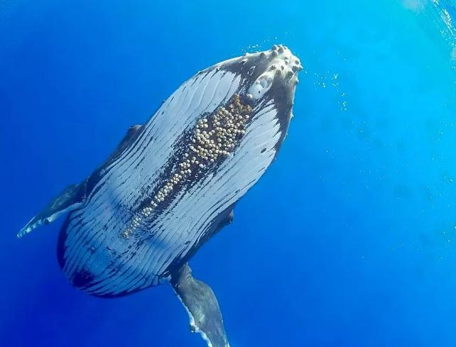 One article about the "hide skin" on whales, delicious but powerful ...