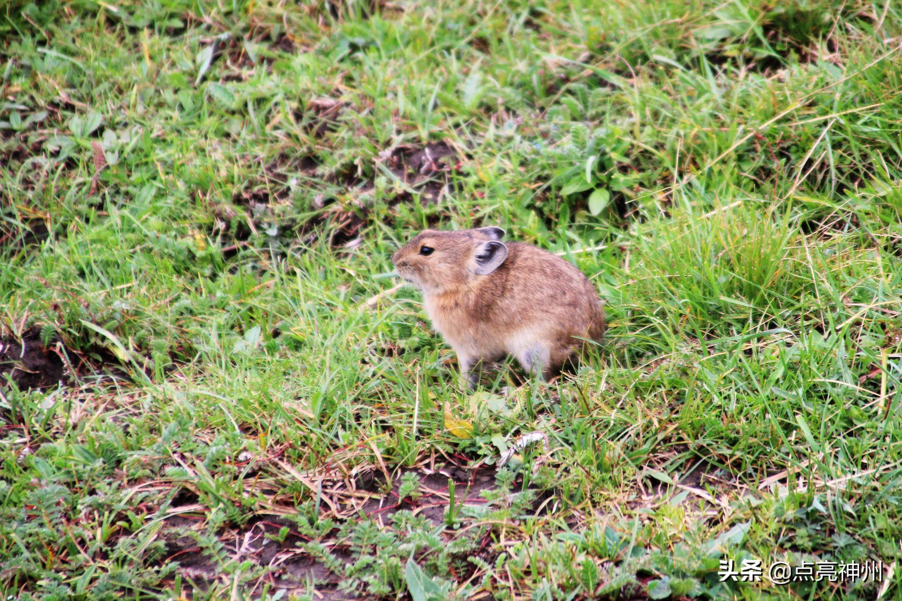 What is the chubby "big mouse" on the Qinghai-Tibet Plateau?They were ...