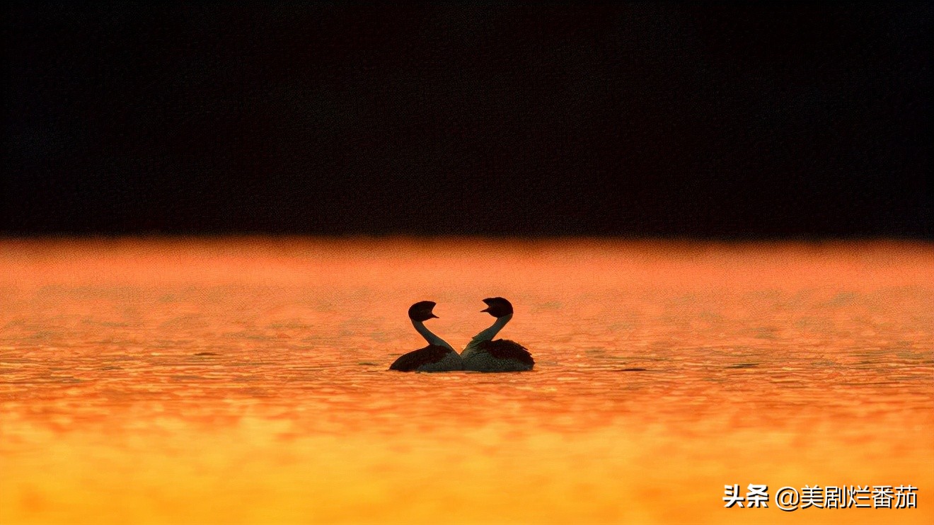 BBC's new documentary "Animal Courtship": exposing the behavior of ...