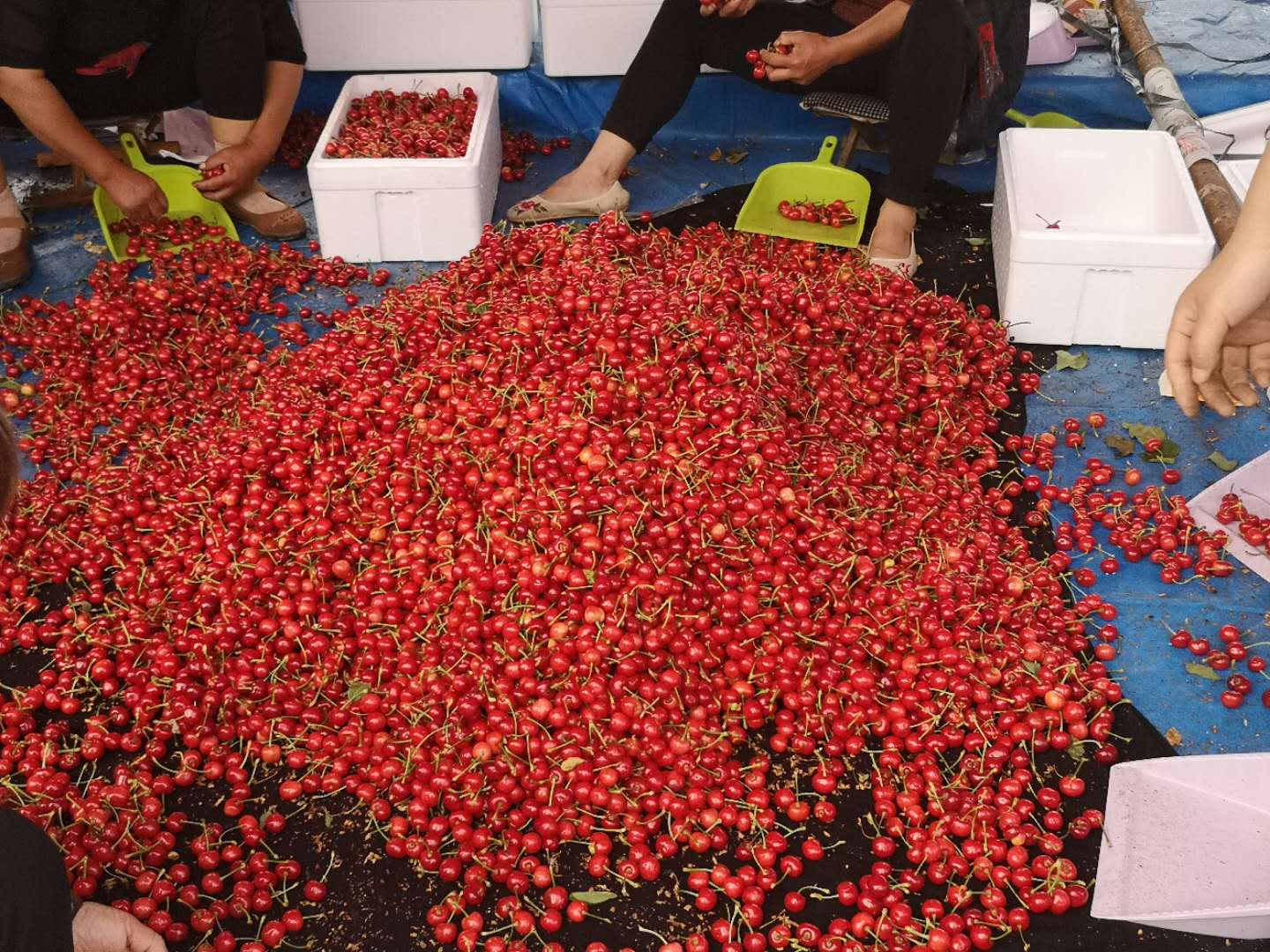 Cherries contain cyanide, cyanide is highly toxic, will I be poisoned ...