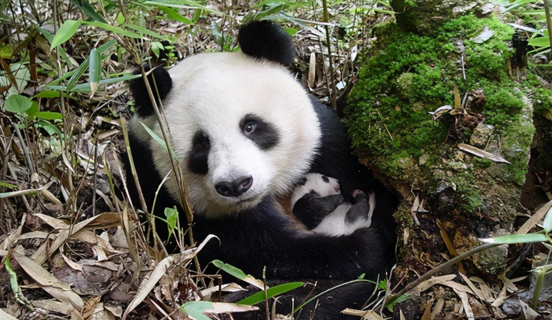 Eight wild giant pandas ran into Gansu. They are so docile, do they ...