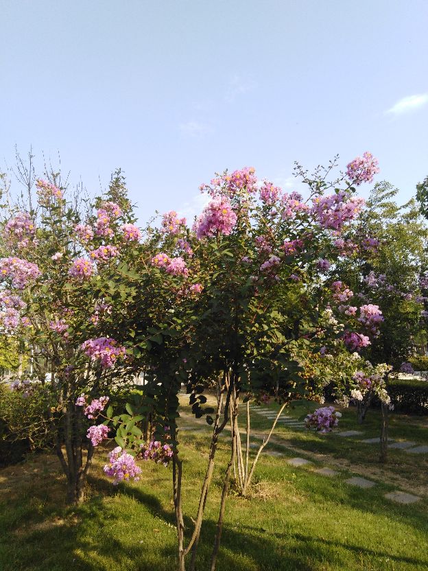 "Lotus Fu", "Ziwei Flower Praise", "July Pomegranate Fu" (three short ...