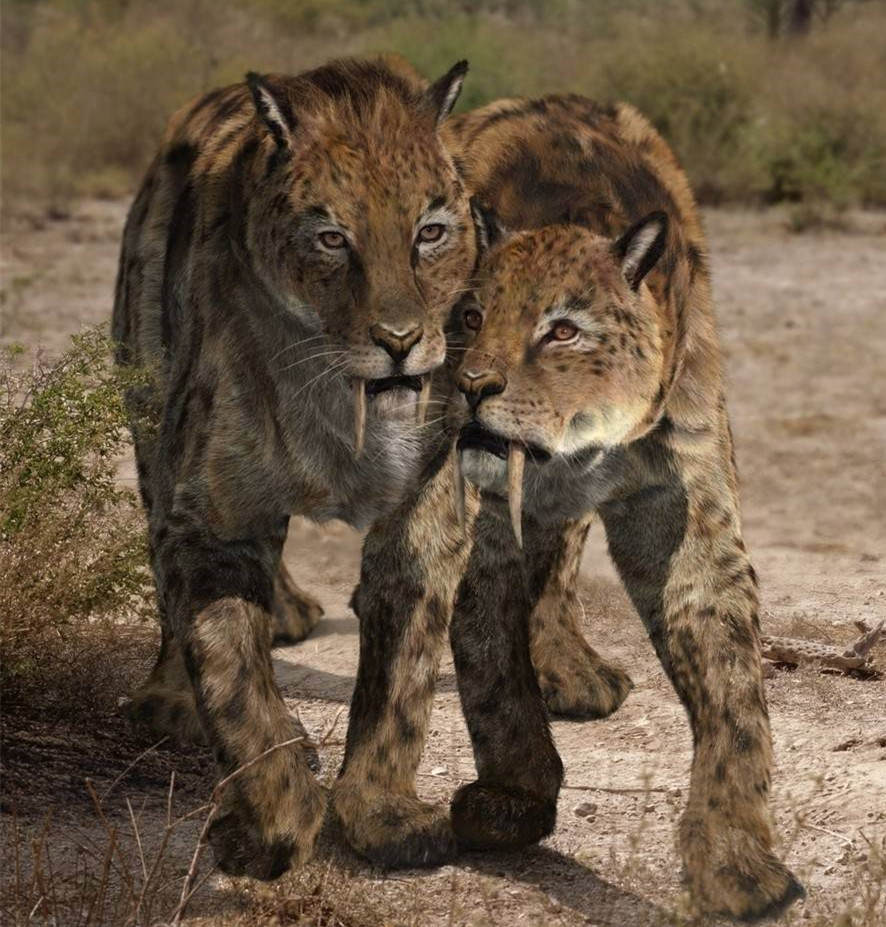 Why did the saber-toothed tiger with 28 cm fangs starve to death when ...