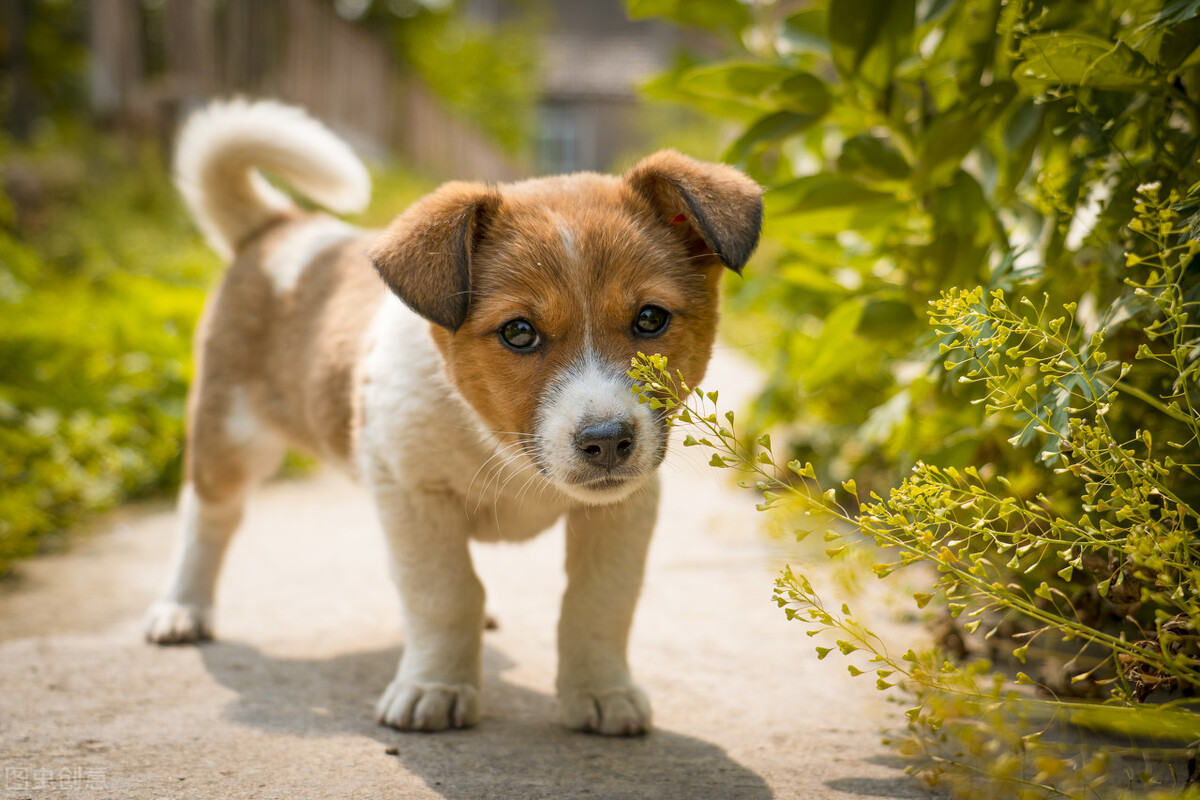 What can puppies eat? Reference for diet - iNEWS