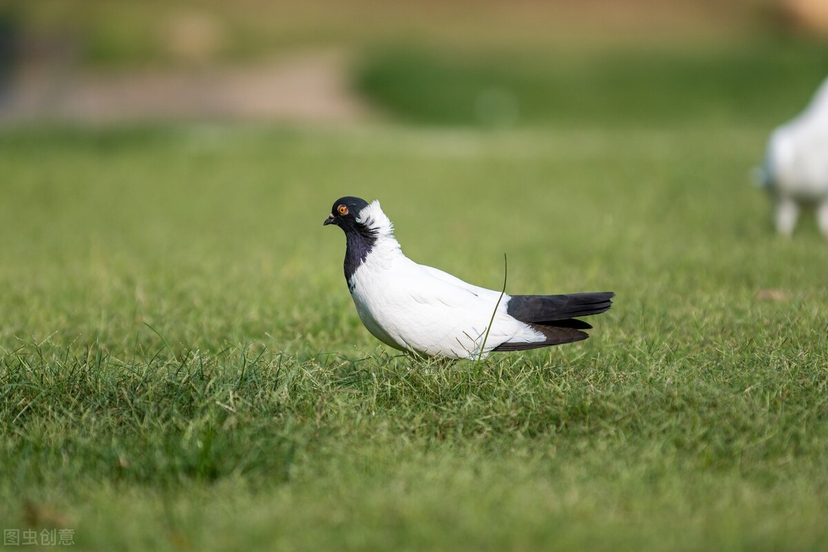 How to treat a single eye cold in pigeons How to deal with a single eye ...