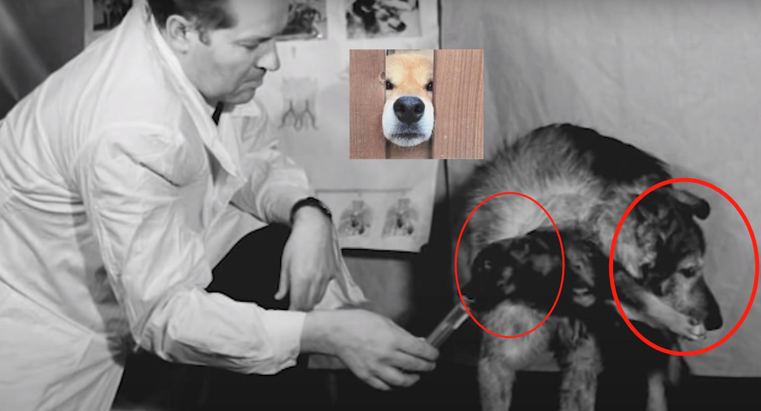 Vladimir's "dog head experiment", is this kind of experimentation with ...