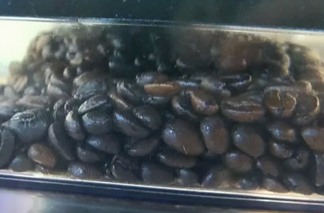 Drinking coffee = eating cockroaches?Are cockroaches only found in the ...