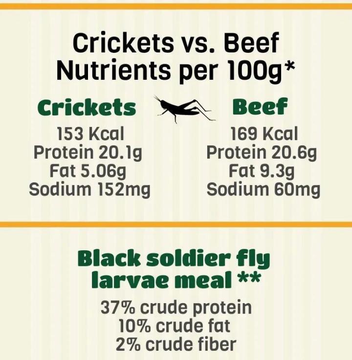 The US$1.3 billion insect protein market is expected to rise strongly ...