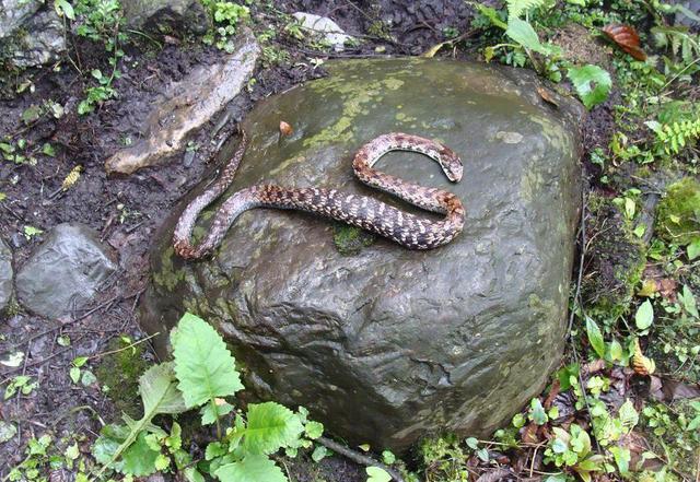 Why are there so many venomous snakes in Dalian Snake Island?More than ...