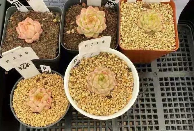 Internet celebrity and succulent-wheat stalk - iNEWS