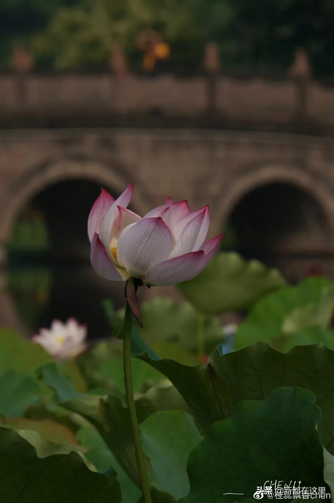 I heard that "Xia Yuhe" is beautiful? - iNEWS