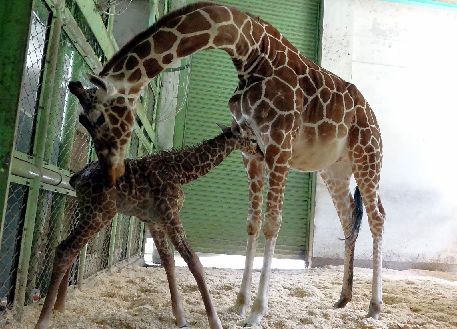 How peculiar is the reproduction process of giraffes?How ferocious is a ...