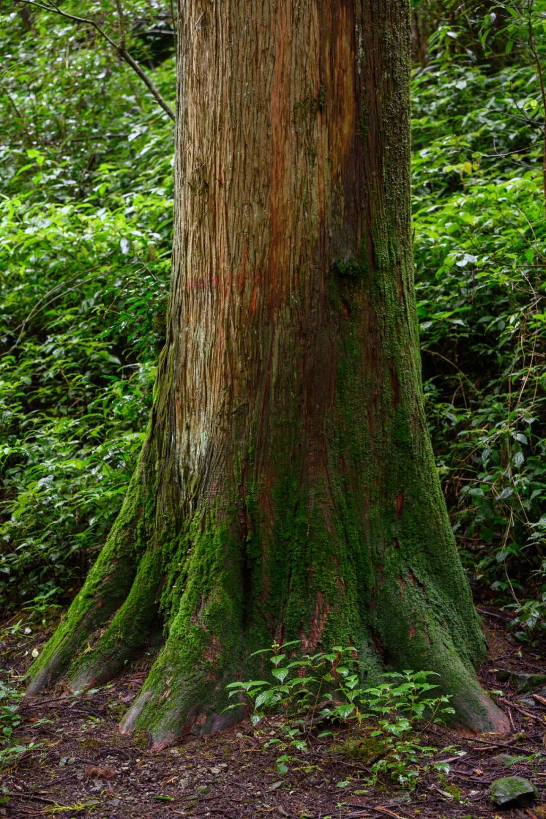In the Tengchong section of Gaoligong Mountain, there is the largest ...