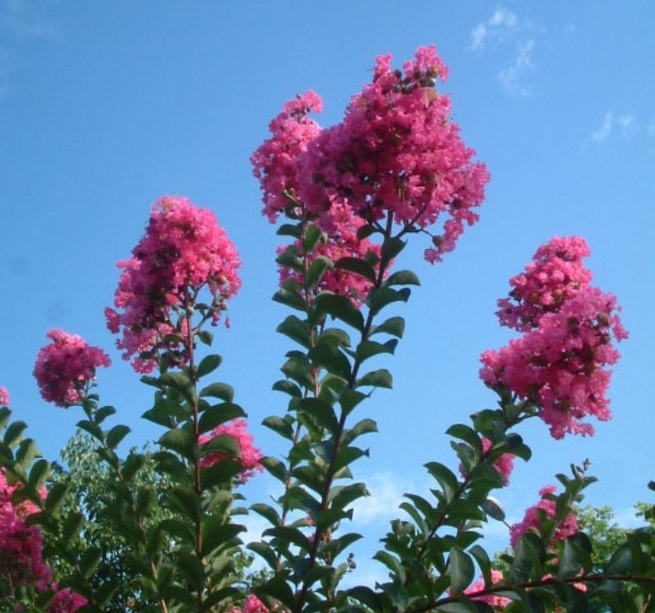 Praise of Ziwei Flower (Prose) - iNEWS