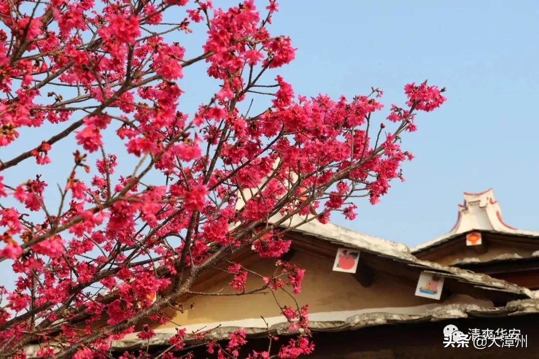 Where to go during the Spring Festival? Please check this Zhangzhou ...