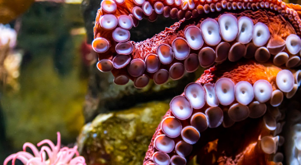 Octopus has three brains? The space creatures in "Ark: Creation" are ...