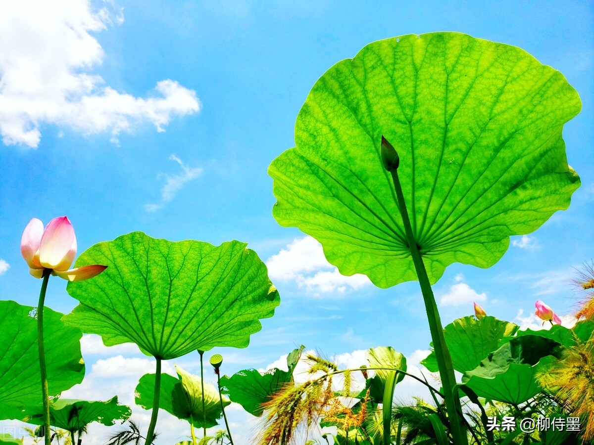 How to shoot lotus photography?22 example pictures to share 5 ...