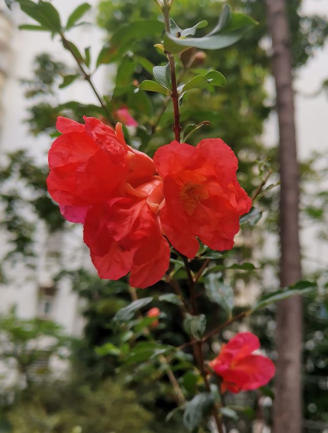 Hi in the company of flowers - iNEWS