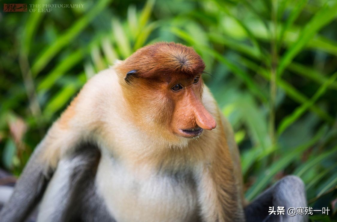 Malaysian National Treasure "Chang Nasal Monkey", known as the most ...