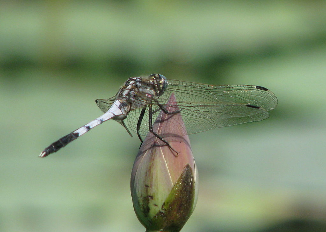 The king of the flying world: dragonfly, scientists have not fully ...