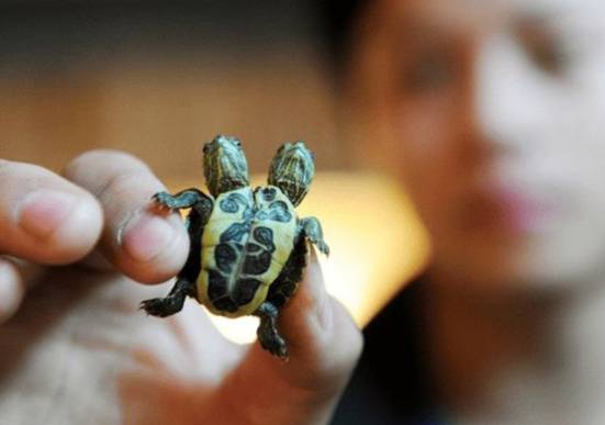 The United States has discovered a six-legged two-headed turtle, which ...