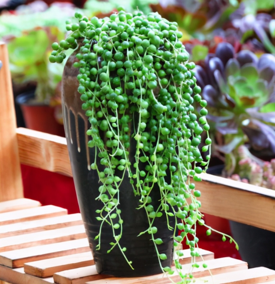Have you ever raised a buddha spider plant?It is completely dormant in ...