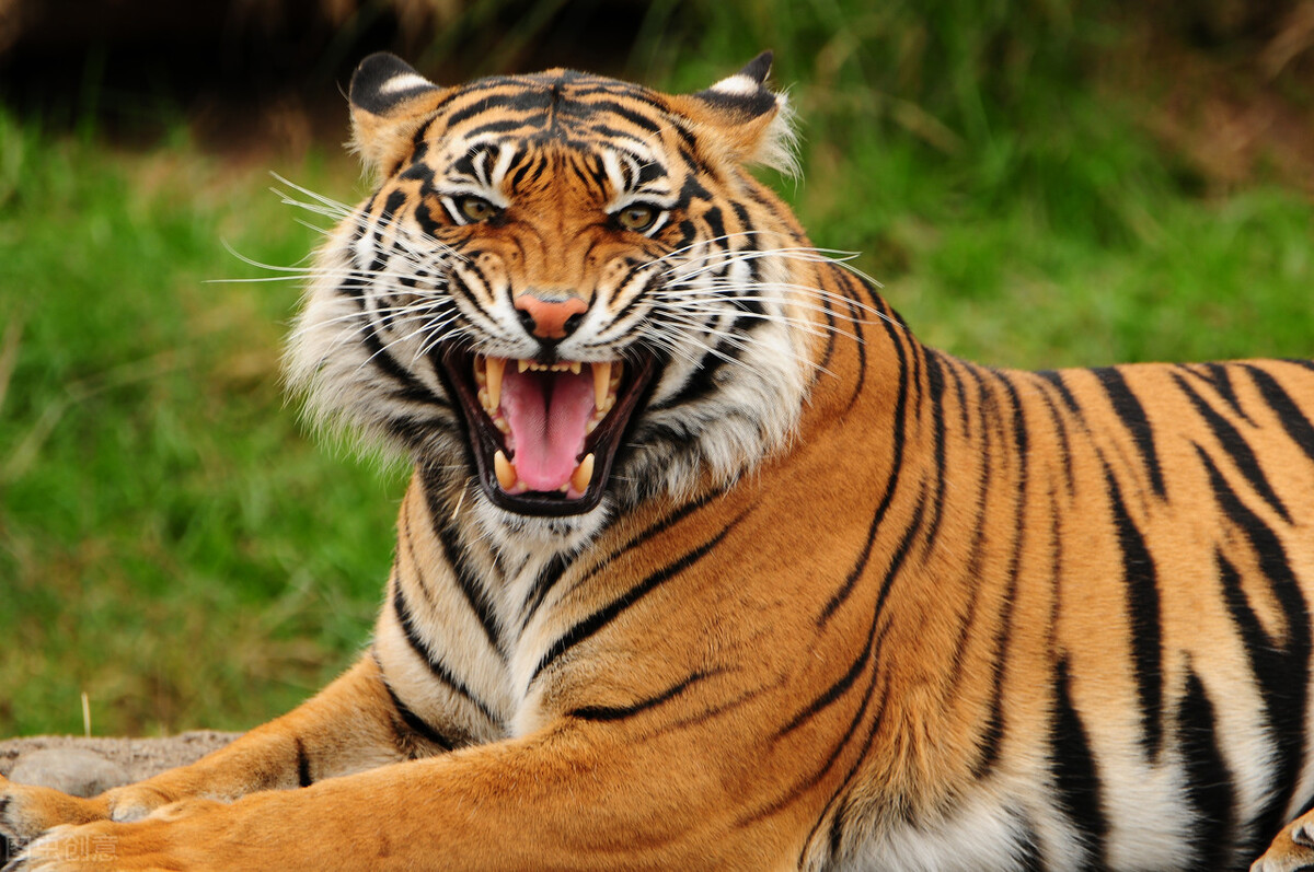 Who cut off the tiger's head?A headless tiger carcass floated in the ...