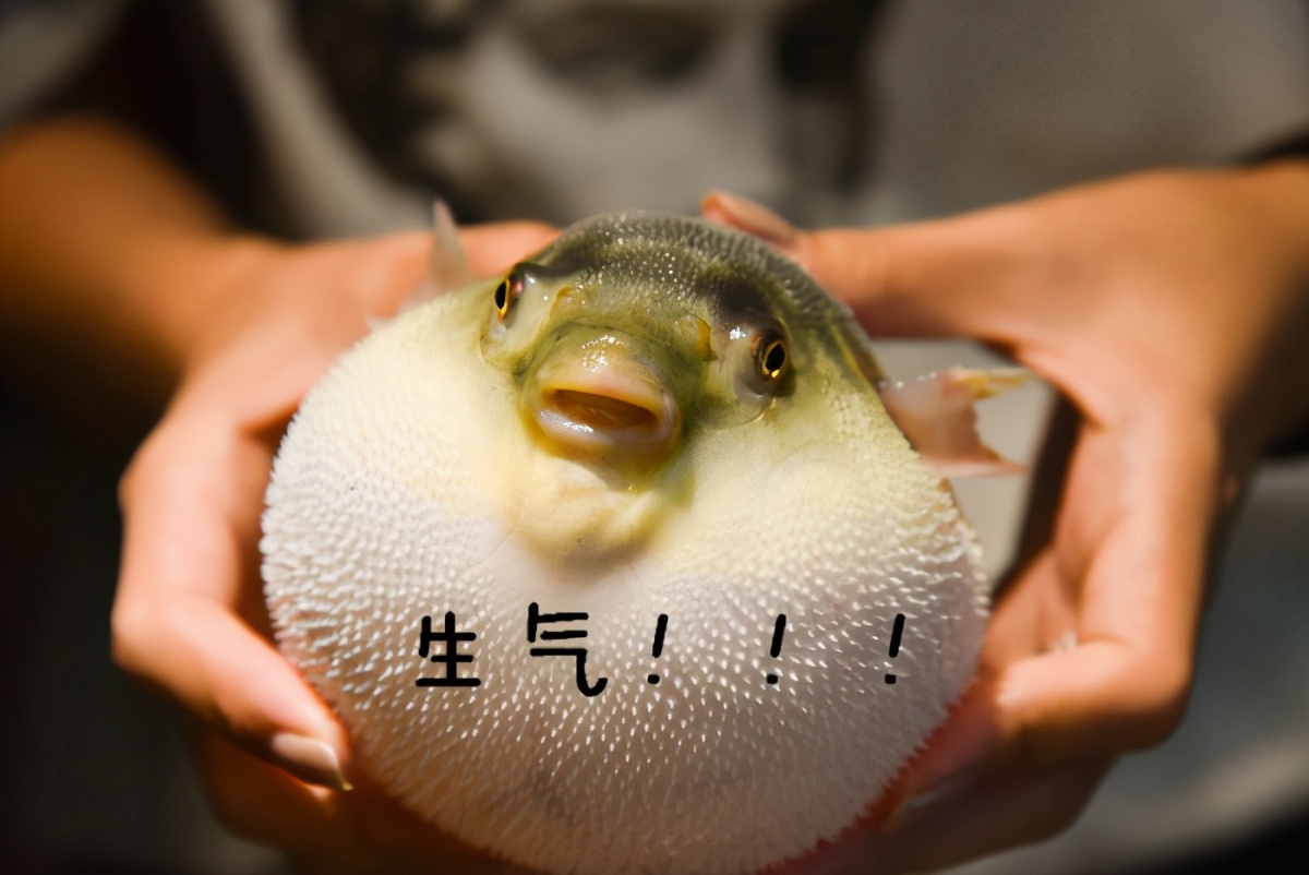 Puffed Pufferfish - iNEWS