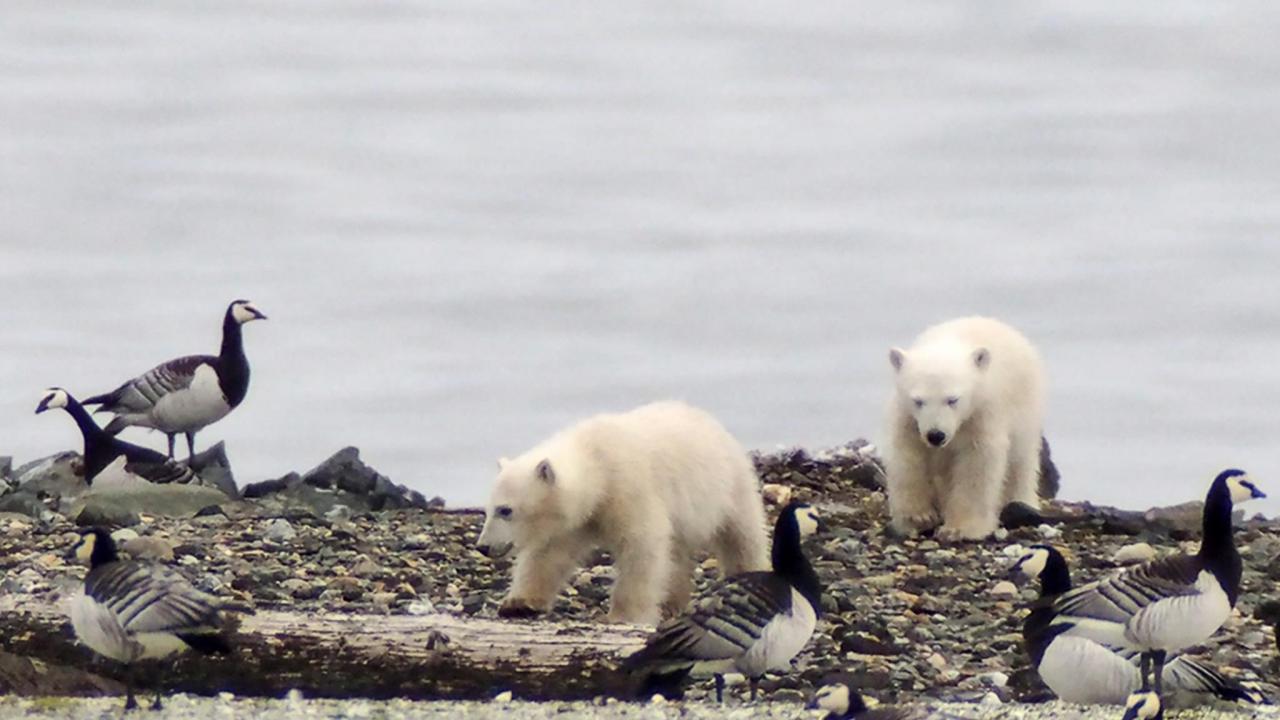 Just two days after they were born, they have to jump a hundred meters ...