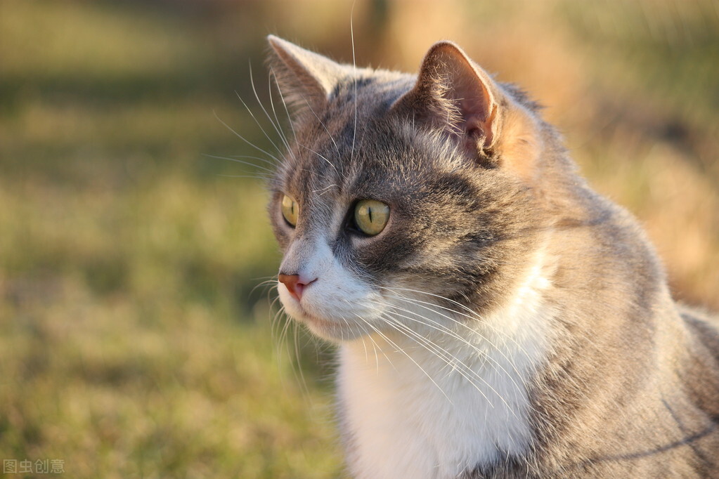 How high is the appearance of the Chinese Garden Cat?It is regarded as ...