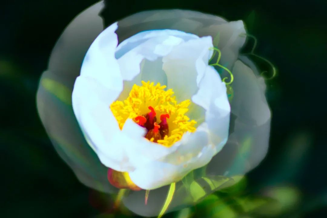 Sahuan Farm Flower Appreciation Season - iNEWS