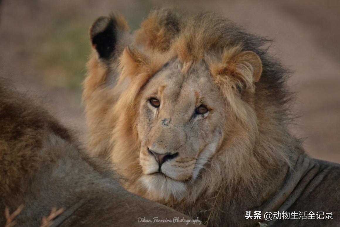 The lion king Zeus: As a lion, he bred batches of offspring, but all of ...