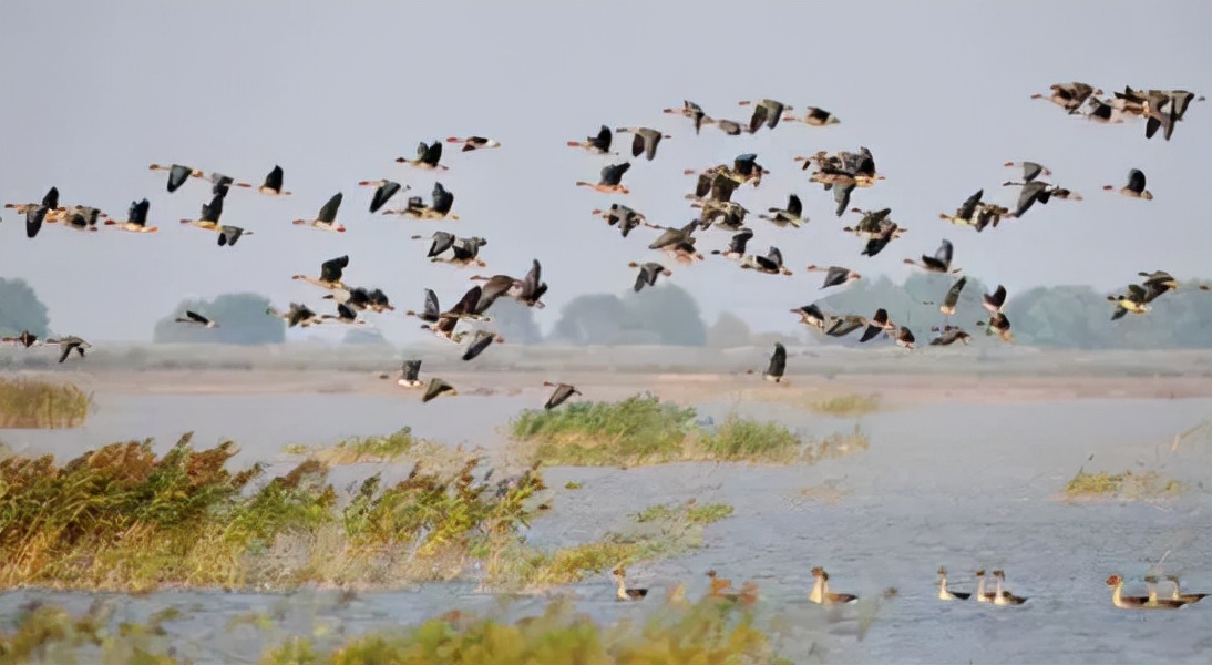 The new face of the Yellow River Beach, a large number of birds choose ...