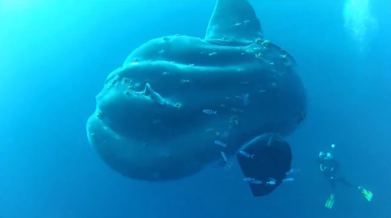 Don't run away after being eaten by seals?No wonder sunfish lay 300 ...