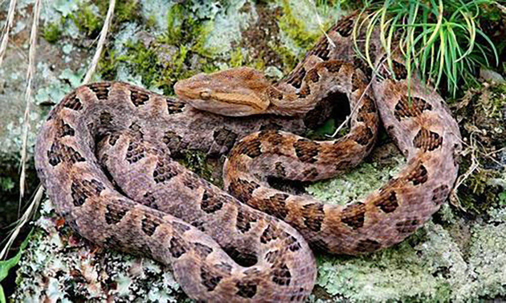 How many snakes do you know about these snakes of the snake family ...