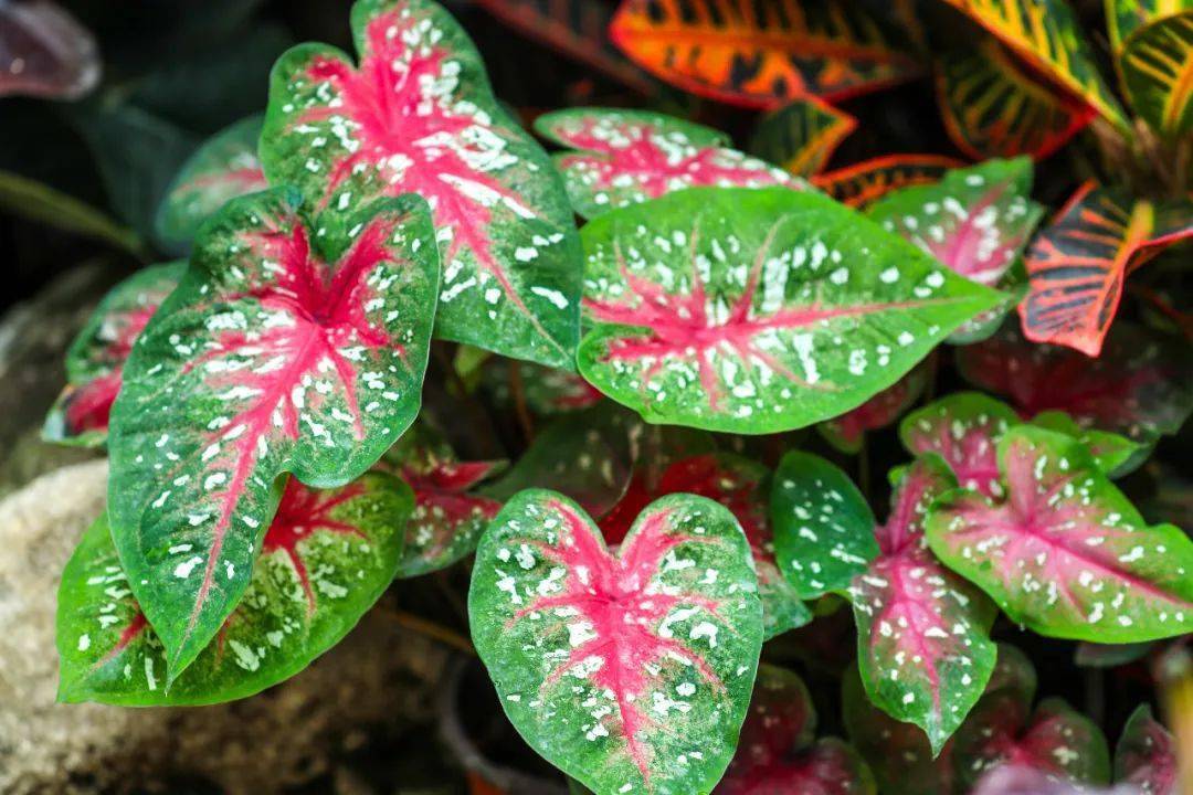 The legendary poisonous beauty——the plant non-test tube high-efficiency ...