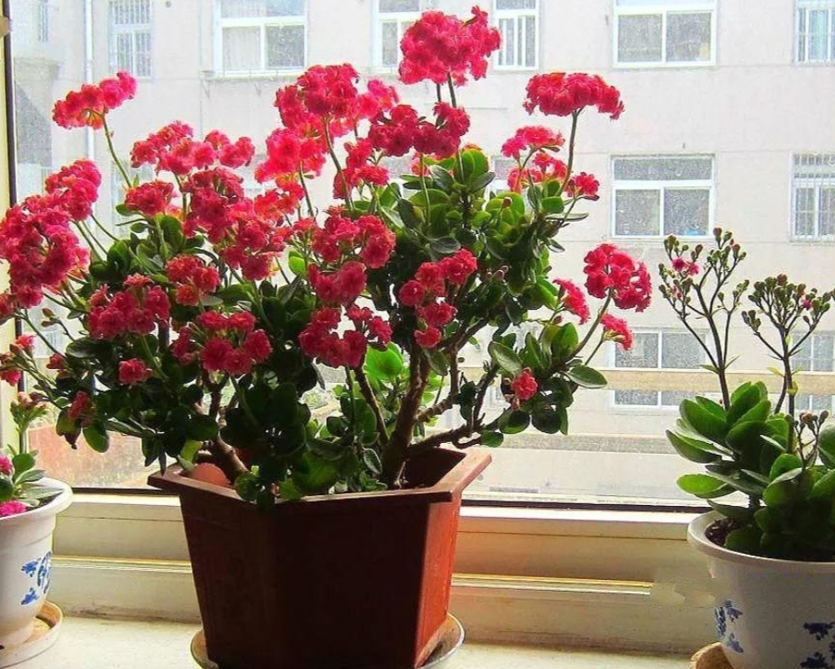 For the longevity flower at home, use one method to make it grow into ...