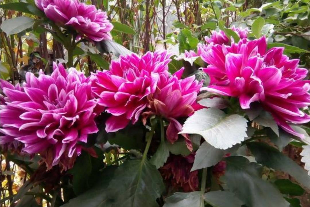 1 kind of flowers are grown in the yard, the flowers are huge and ...