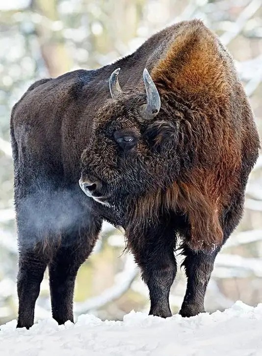 The nine bullish bisons in the world have white limbs weighing three ...